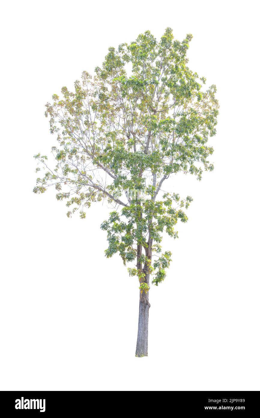Closeup Big Mahogany Tree isolated on white background Stock Photo - Alamy