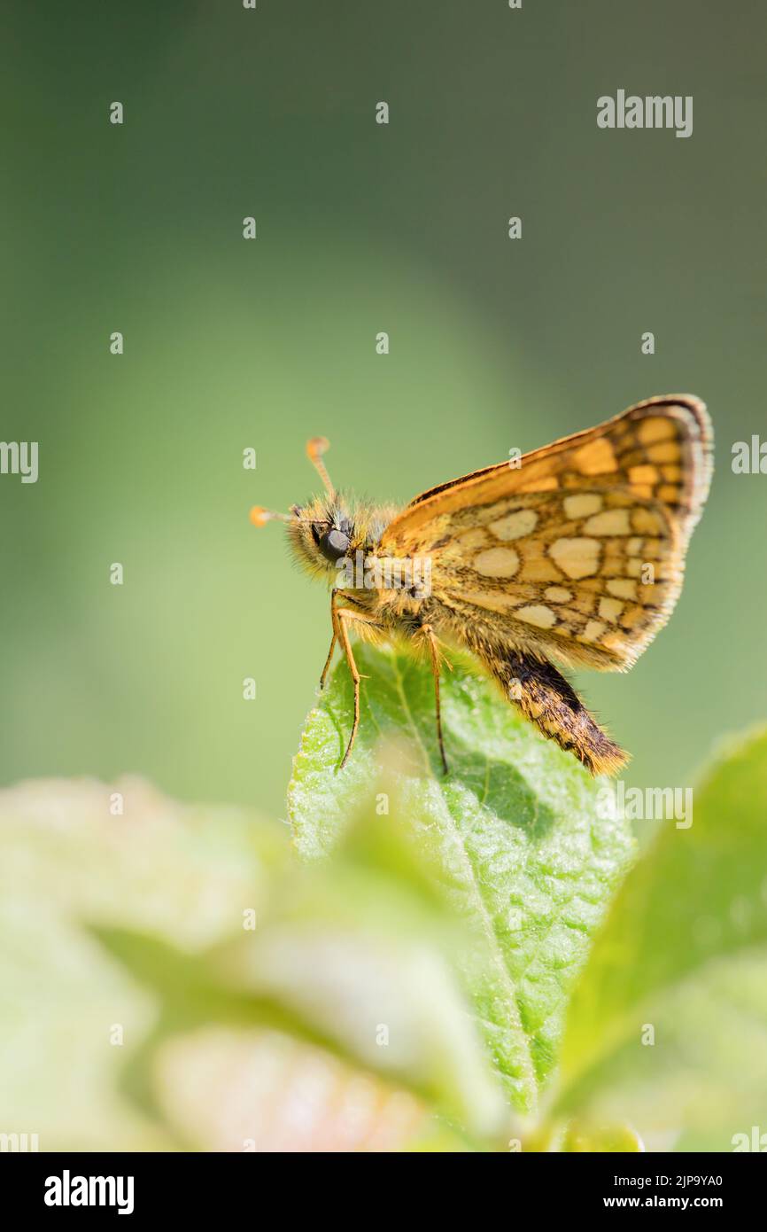Chequered skipper (Carterochephalus palaemon Stock Photo - Alamy