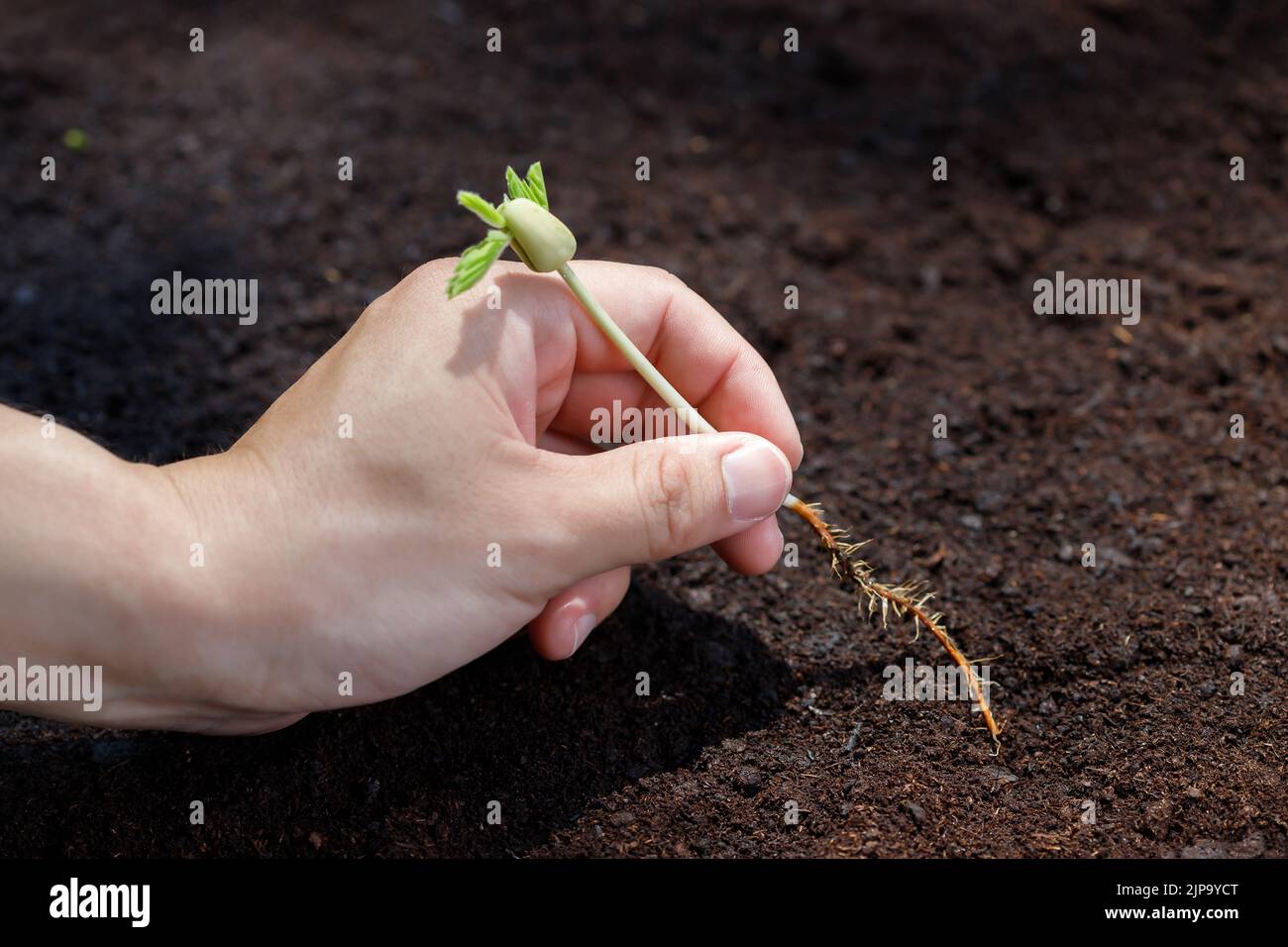 Tamarind sapling hi-res stock photography and images - Alamy