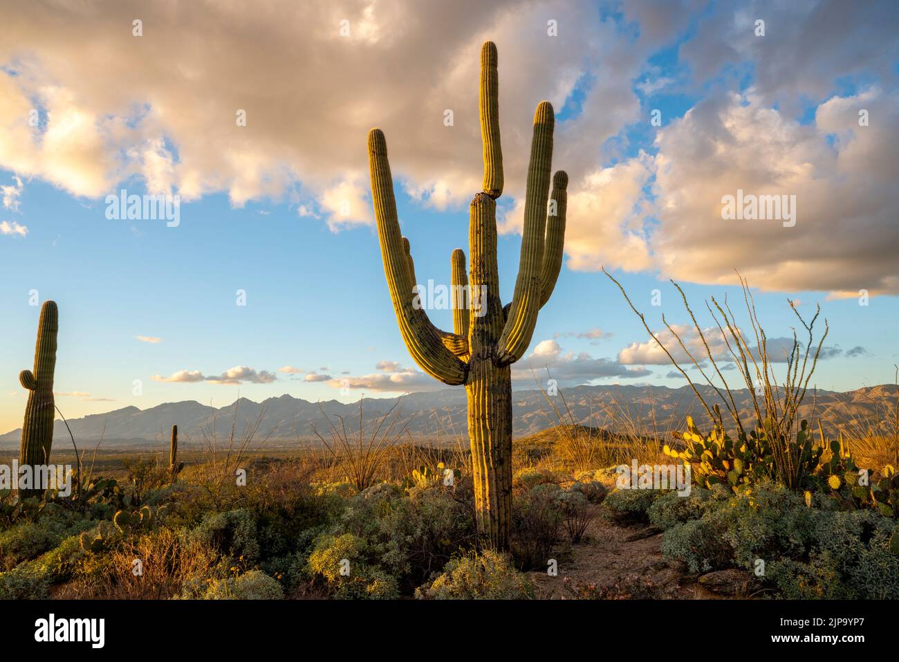 Beautiful Tall Cactus Trees Saguaro National Park, Tucson Arizona,USA ...