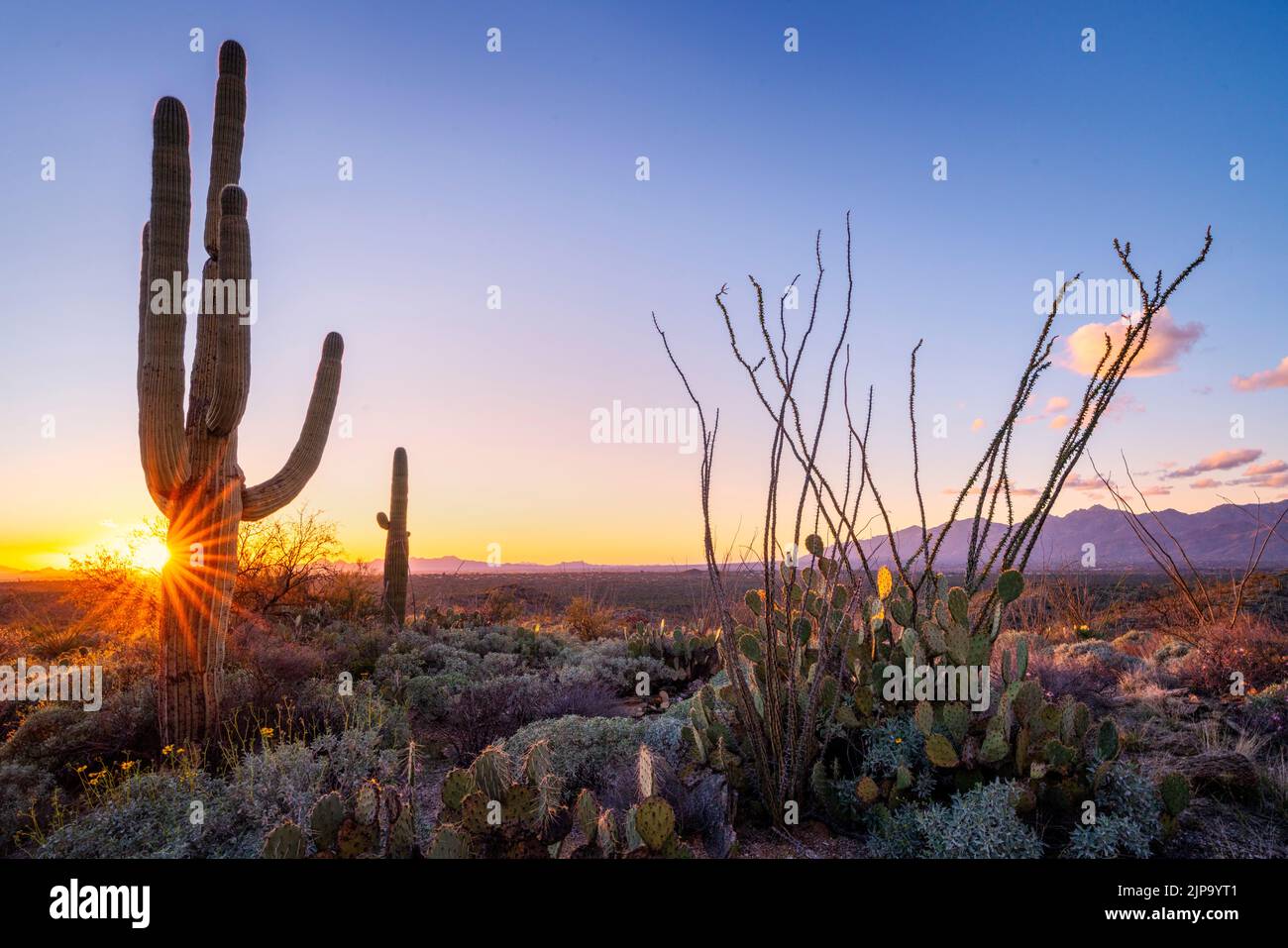 Tucson cactus hi-res stock photography and images - Alamy