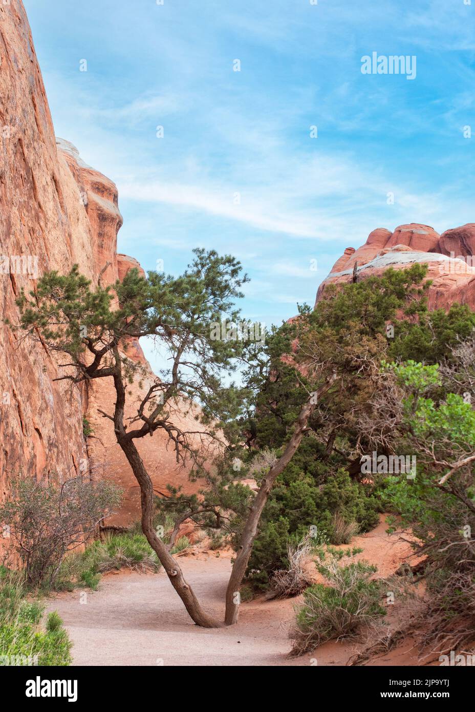 Juniper tree in Arches National Park, Moab, Utah USA Stock Photo - Alamy