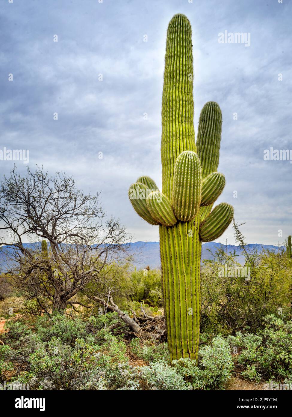 Cactustreeforest hi-res stock photography and images - Alamy