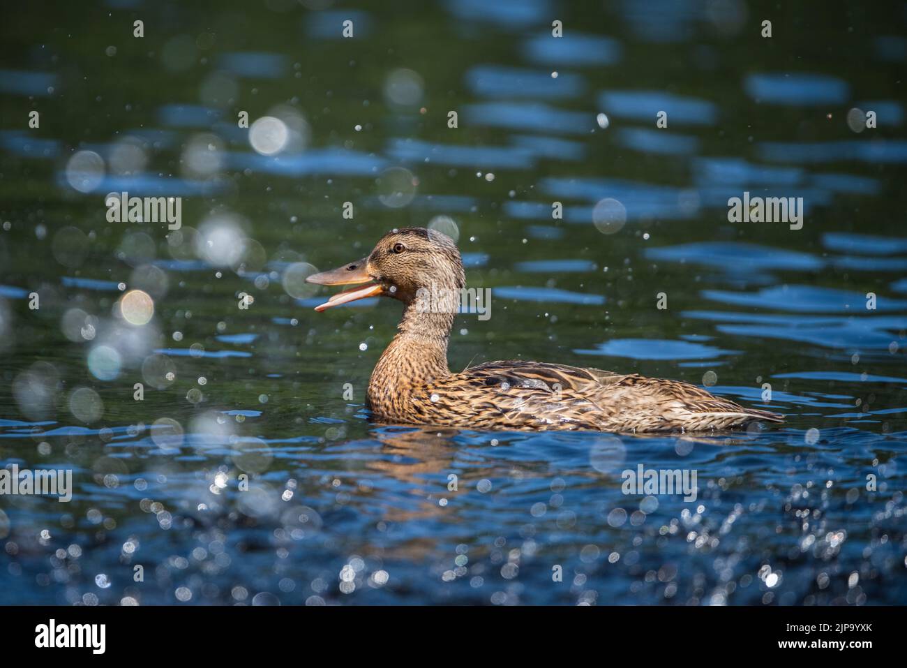 Happy duck swimming in Oregon wilderness lake with water droplets Stock ...