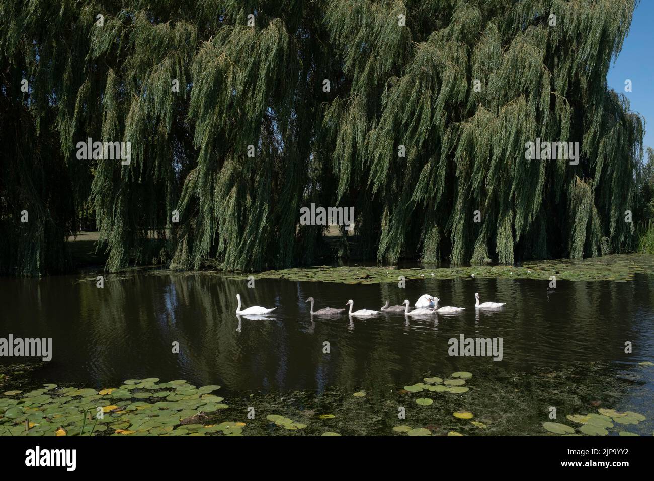 A group of eight swans, including some young, swim one after the other ...