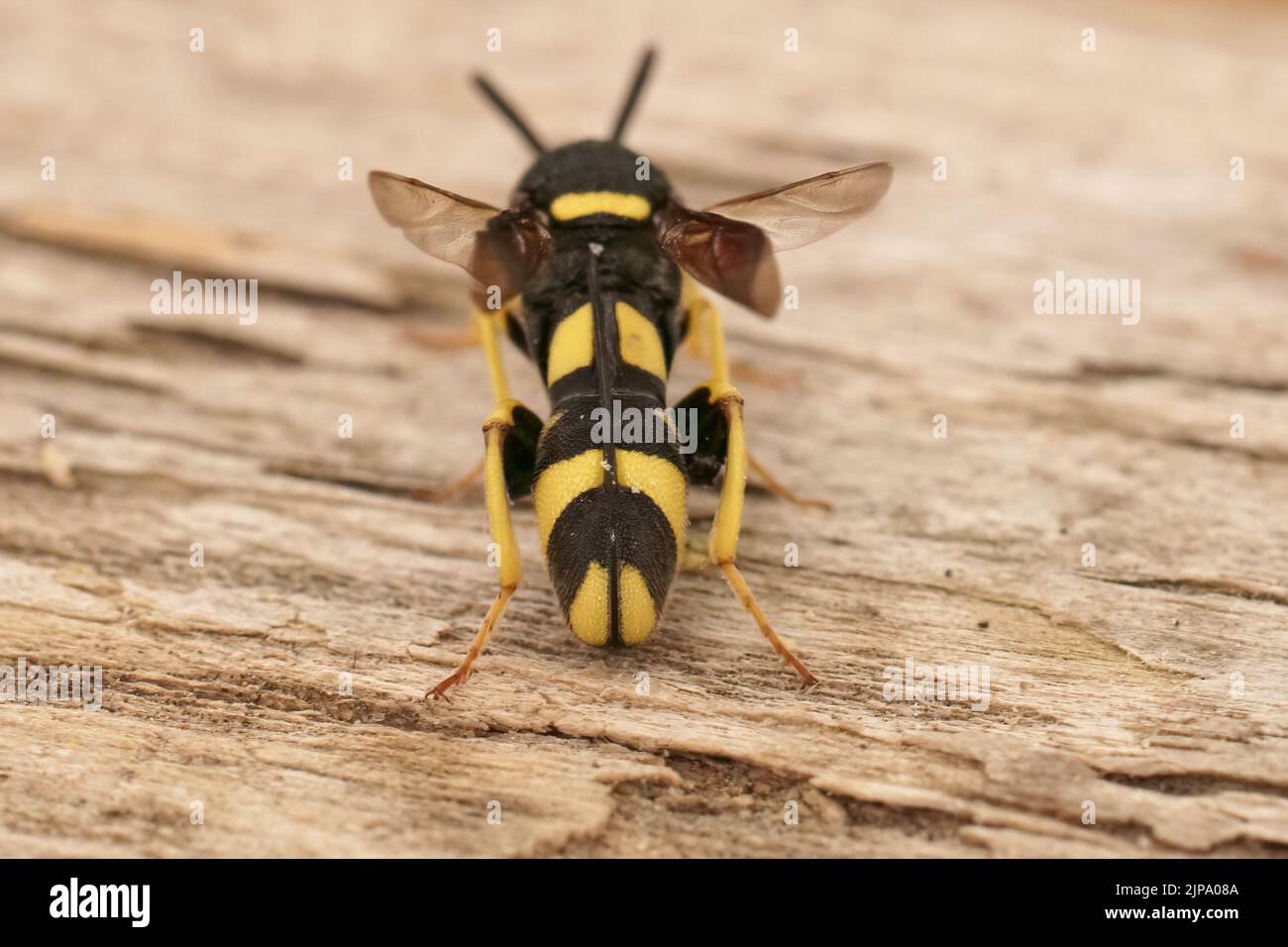 Dorsal closeup on a colorful yellow black parasitic wasp, Leucospis ...