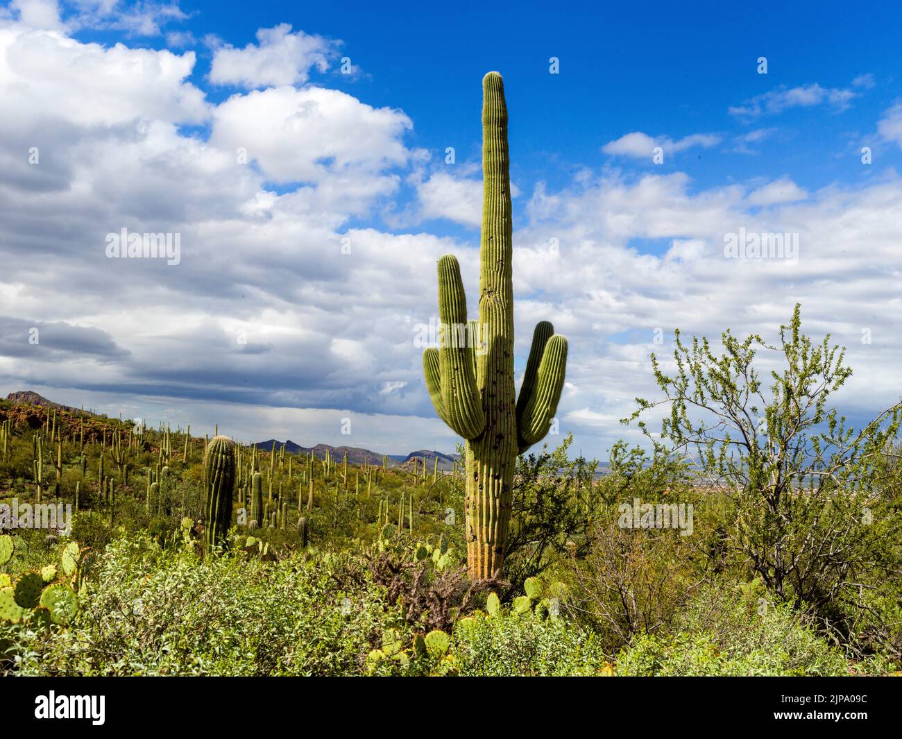 Beautiful Tall Cactus Trees Saguaro National Park, Tucson Arizona,USA ...