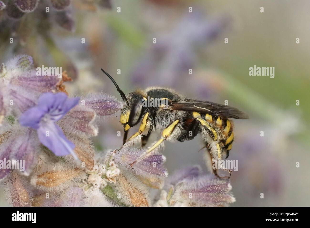 Colorful closeup on a male European woolcarder bee, Anthidium manicatum ...