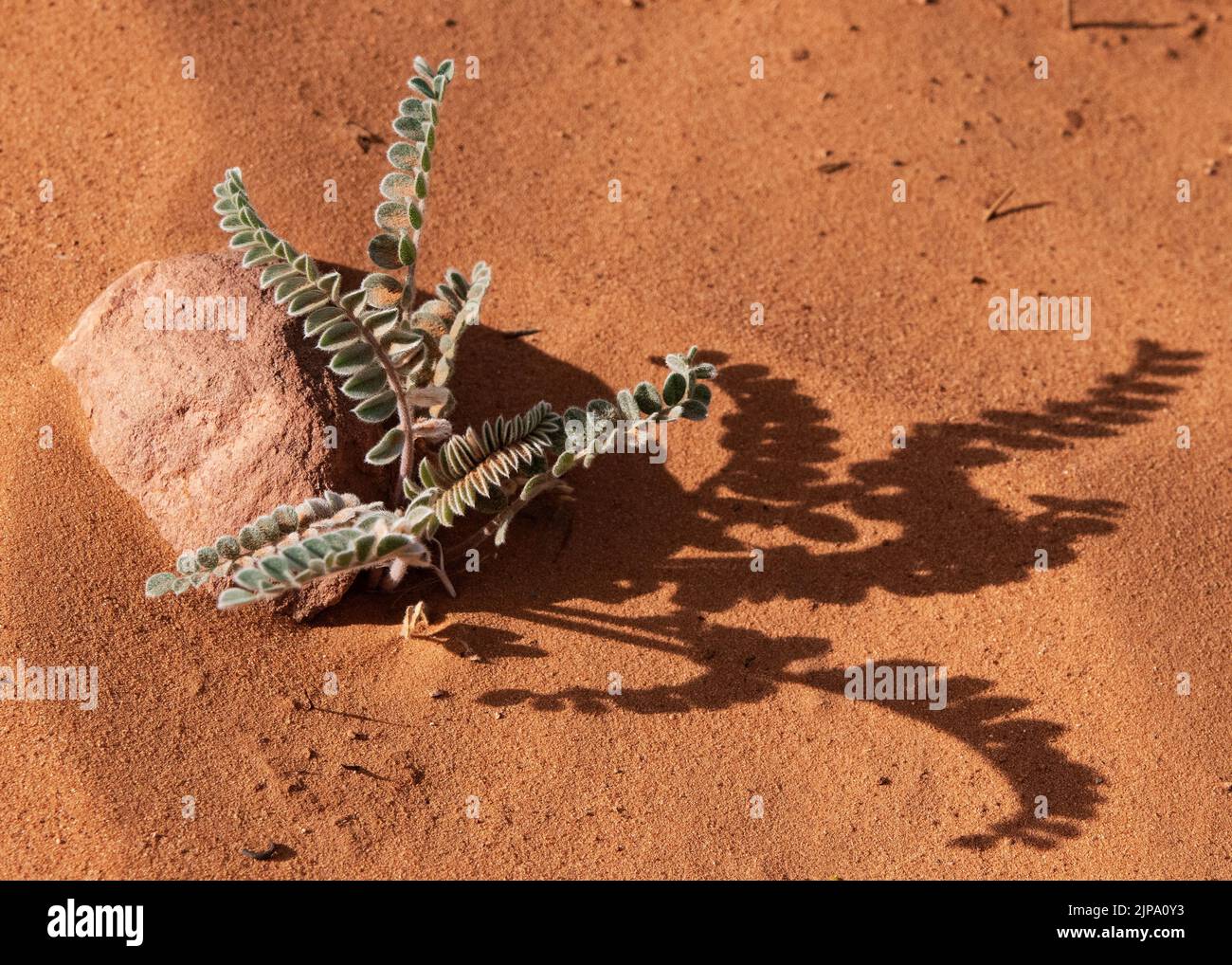 Locoweed hi-res stock photography and images - Alamy