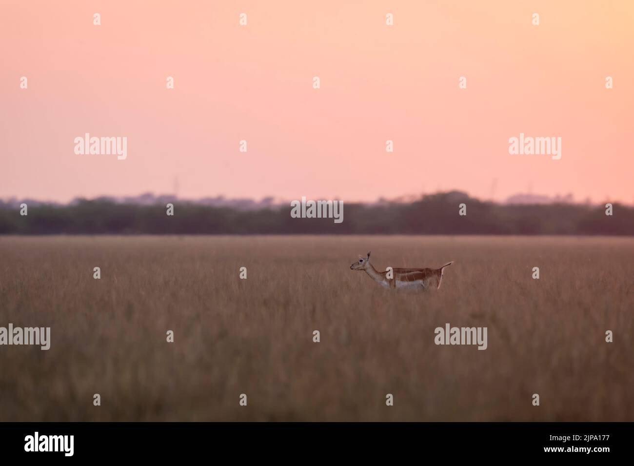 wild female blackbuck or antilope cervicapra or indian antelope walking ...