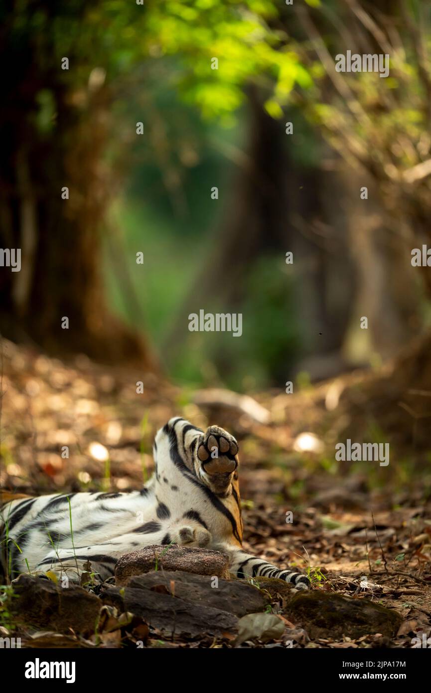 Indian adult wild male bengal tiger paws closeup in natural green ...