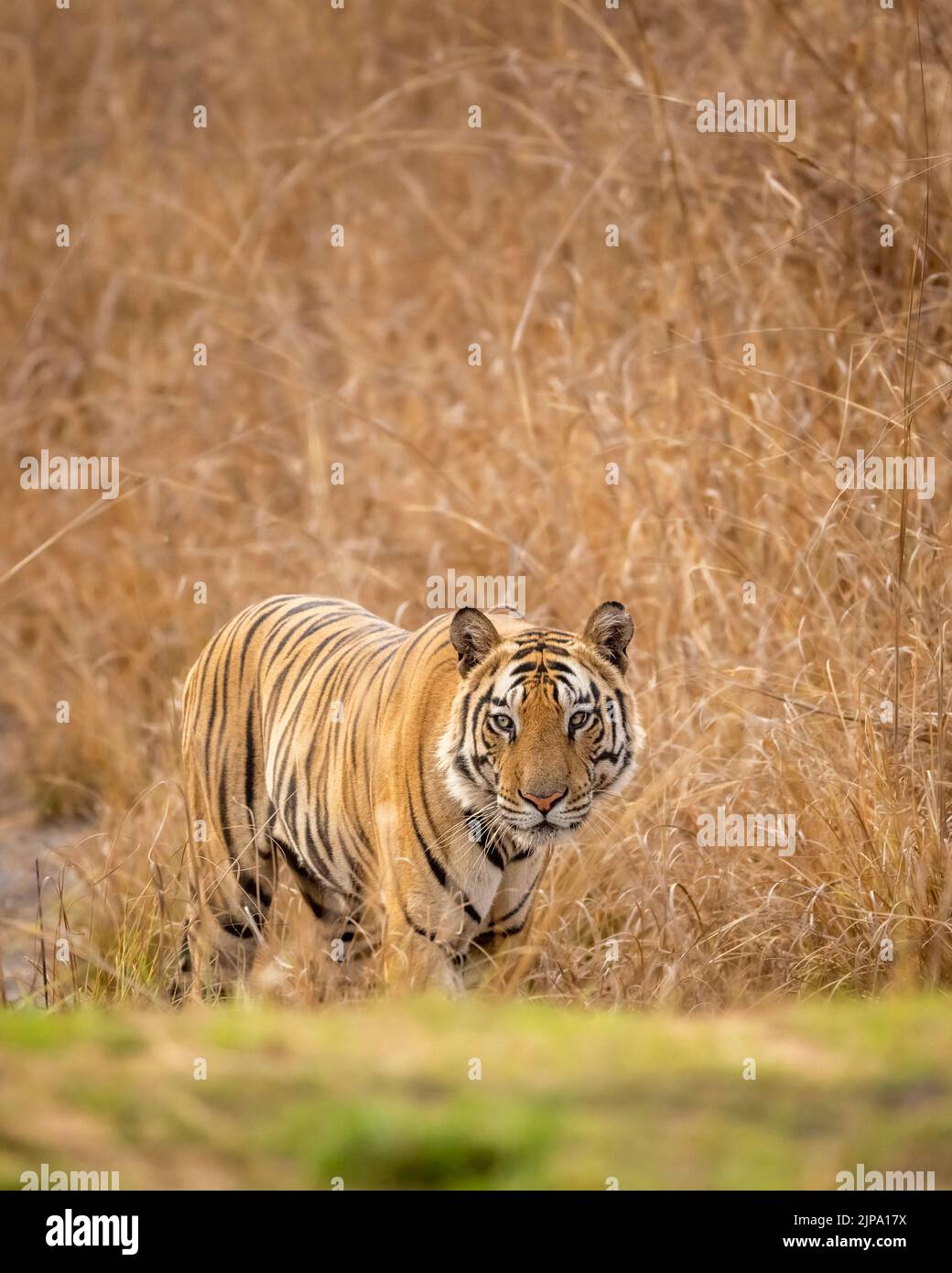 Indian wild fully grown adult bengal male tiger head on with eye ...