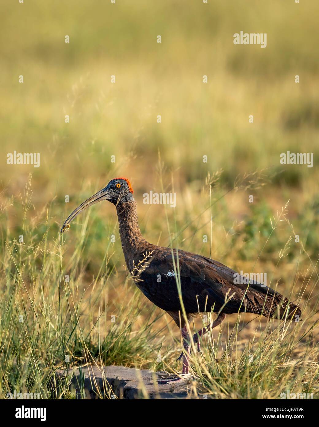 Red naped ibis or Indian black ibis or Pseudibis papillosa bird closeup ...
