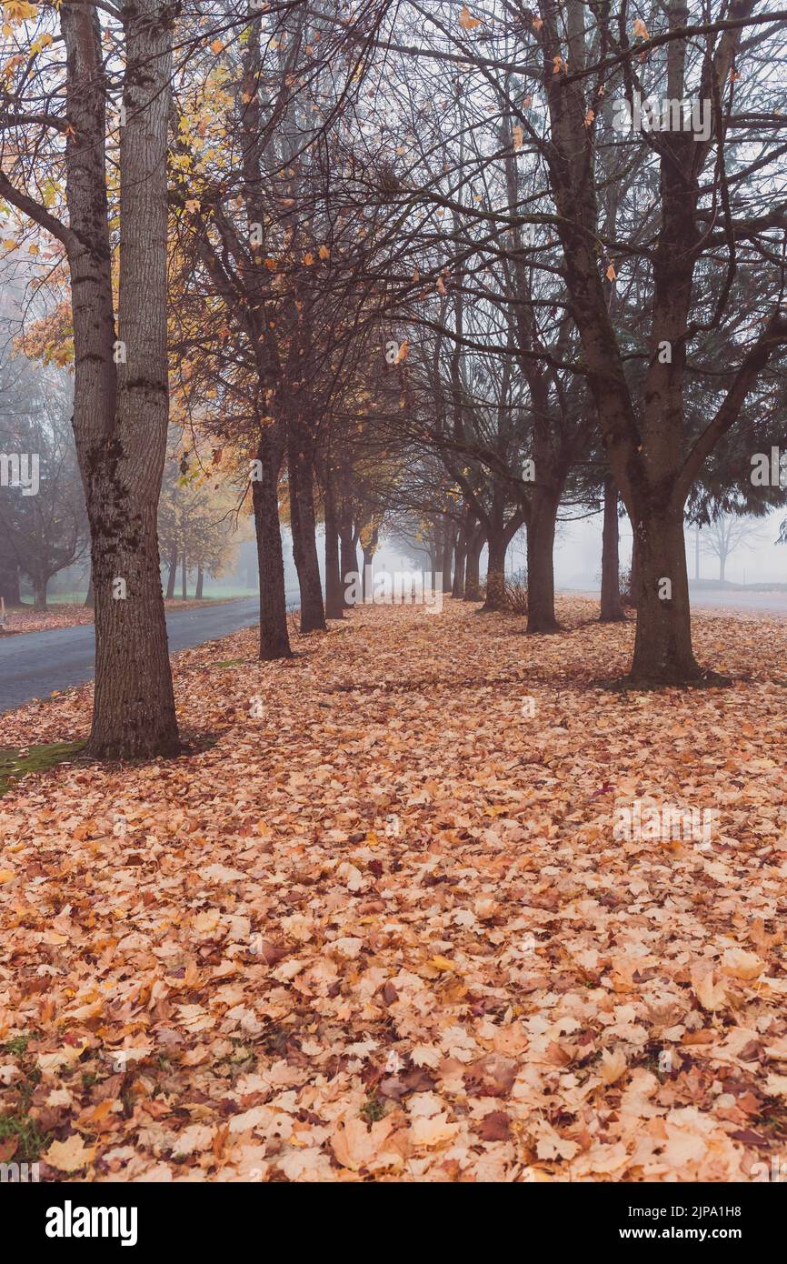 Rows red maple trees pacific hi-res stock photography and images - Alamy