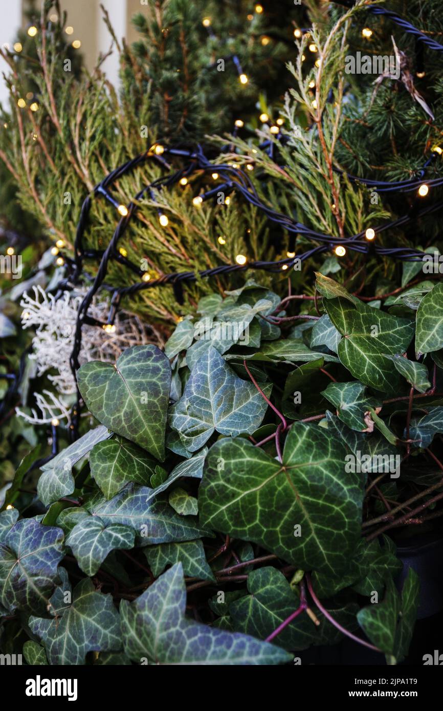 Urban floristic decoration in public space made of ivy and other plants ...