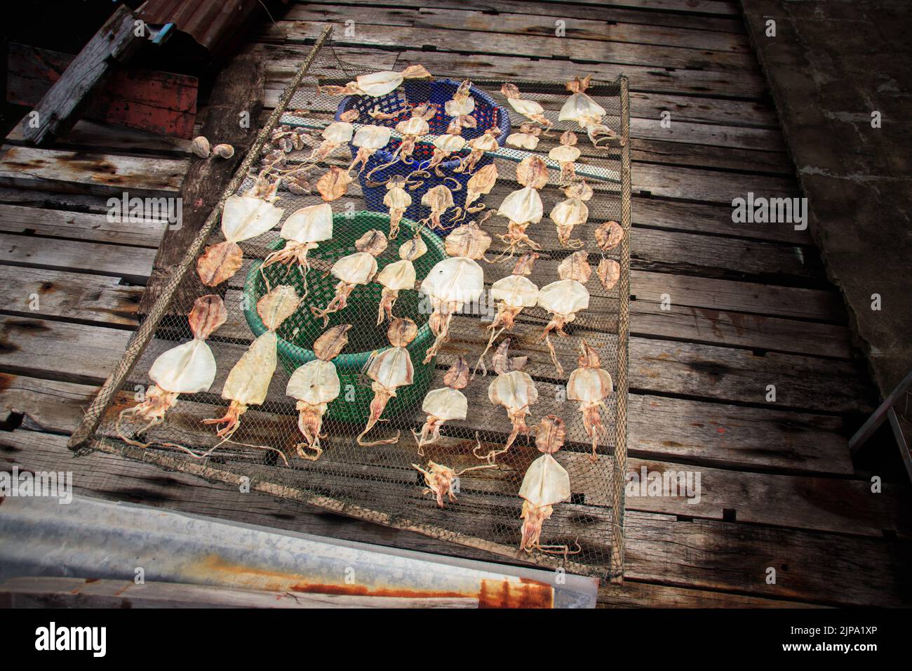 Sun dried squids, traditional food in Cambodia and many parts of ...