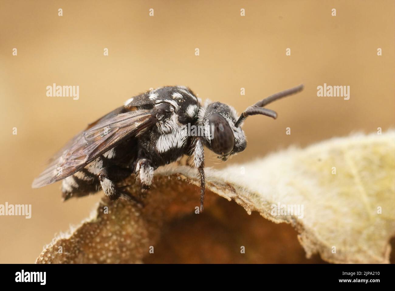 Detailed closeup on the black and white colored mediterranean ...