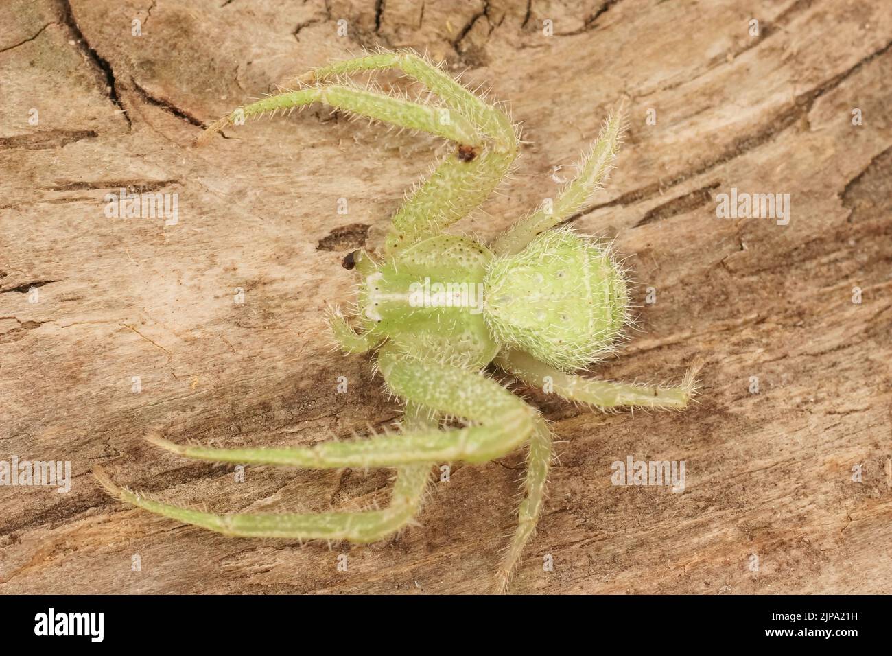 Detailed closeup on the mediterranean green and hairy crab spider ...