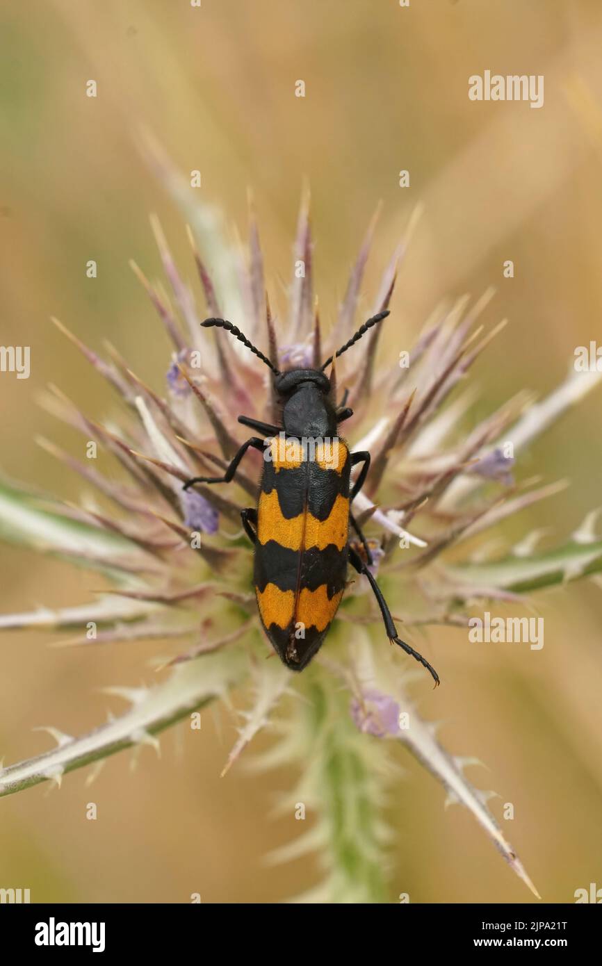 Vertical detailed closeup on the colorful Mediterranean blister beetle ...