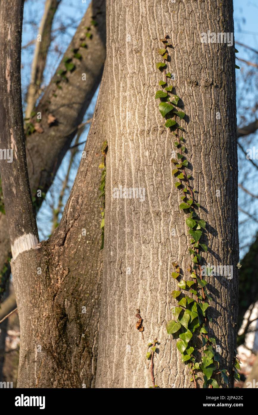 Poplar trunks on which the ivy plant is growing and climbing Stock ...