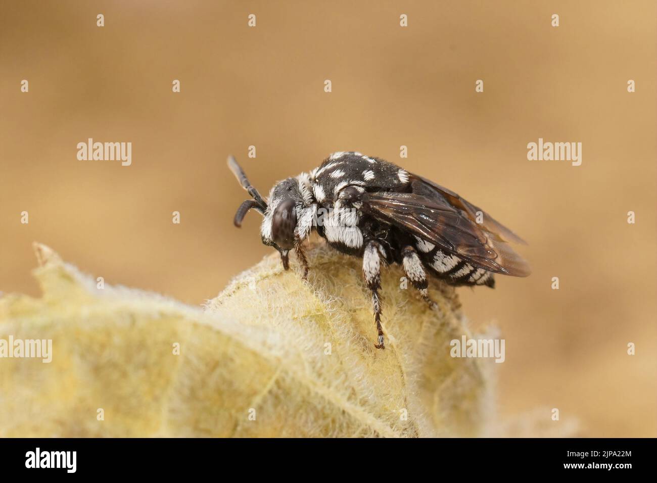Cuckoo bee thyreus ramosus hi-res stock photography and images - Alamy