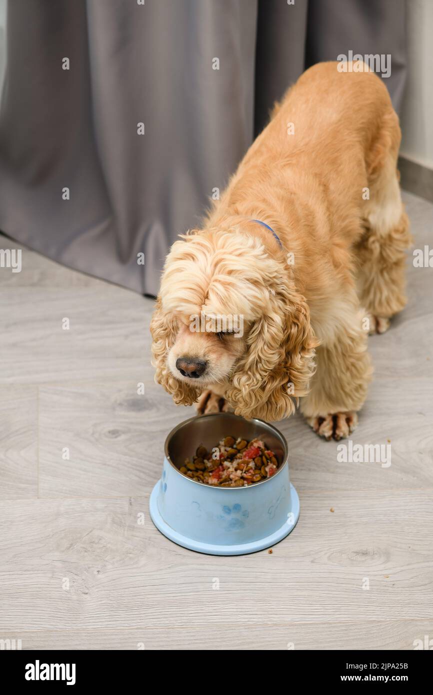 Cocker spaniel dog eating food from bowl on the floor in the home Stock ...