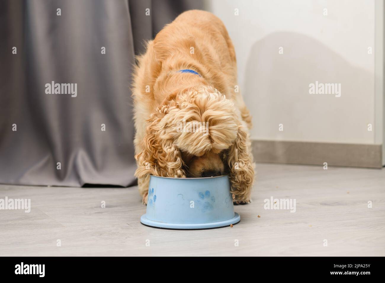 Cocker spaniel dog eating food from bowl on the floor in the home Stock ...