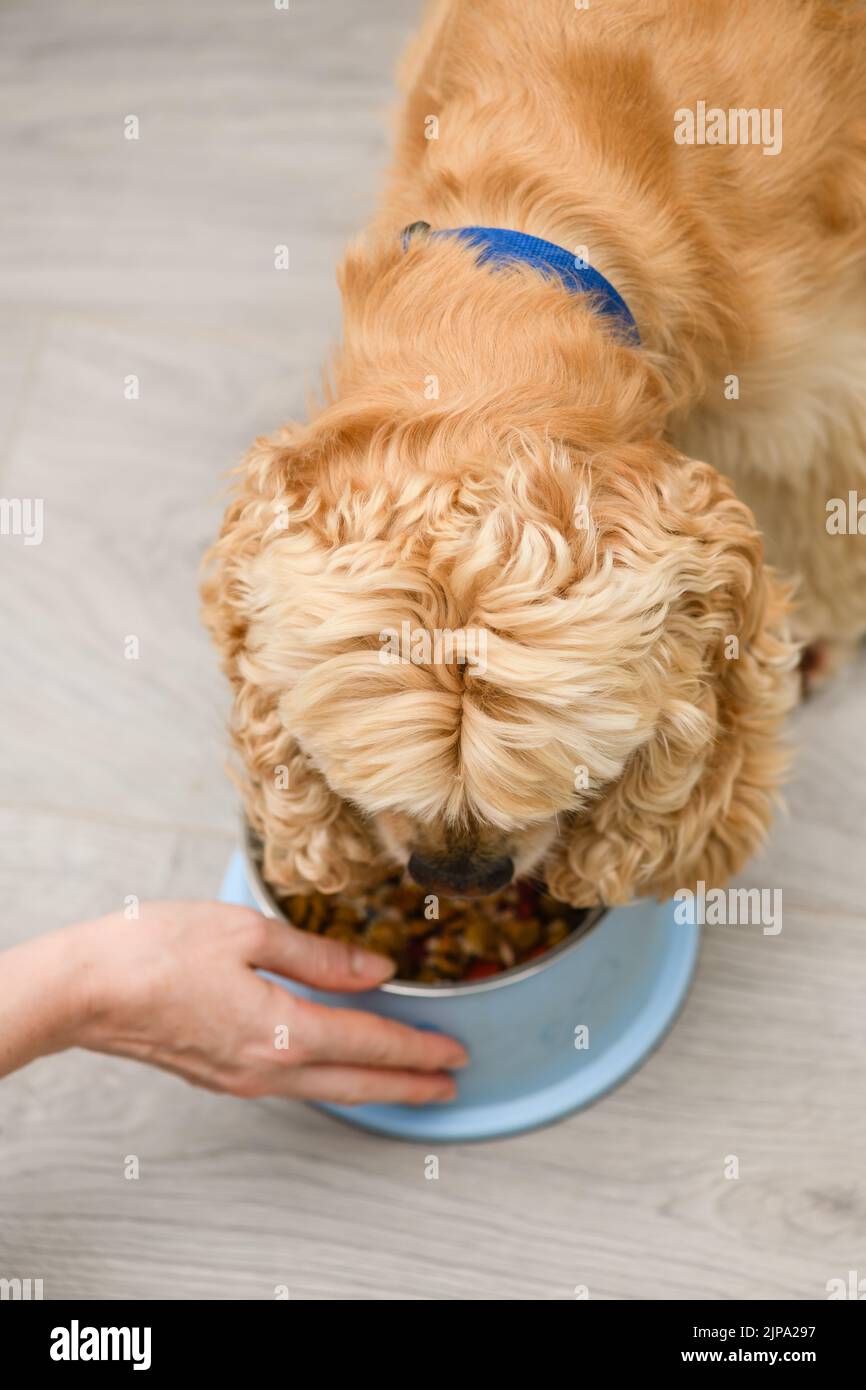 Woman hold cocker spaniel hi-res stock photography and images - Alamy