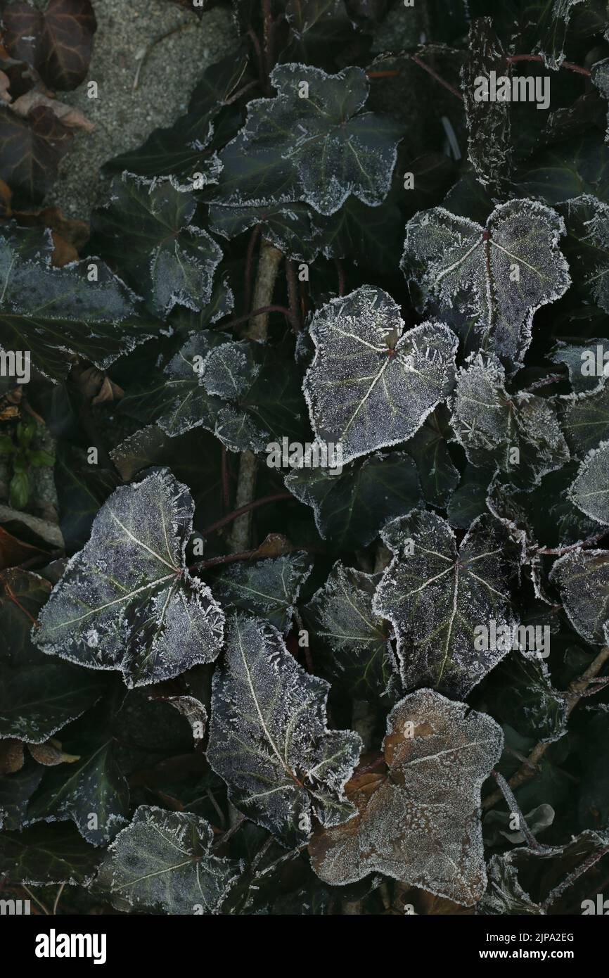 Fosted ivy leaves, green, dark background. Winter time Stock Photo - Alamy