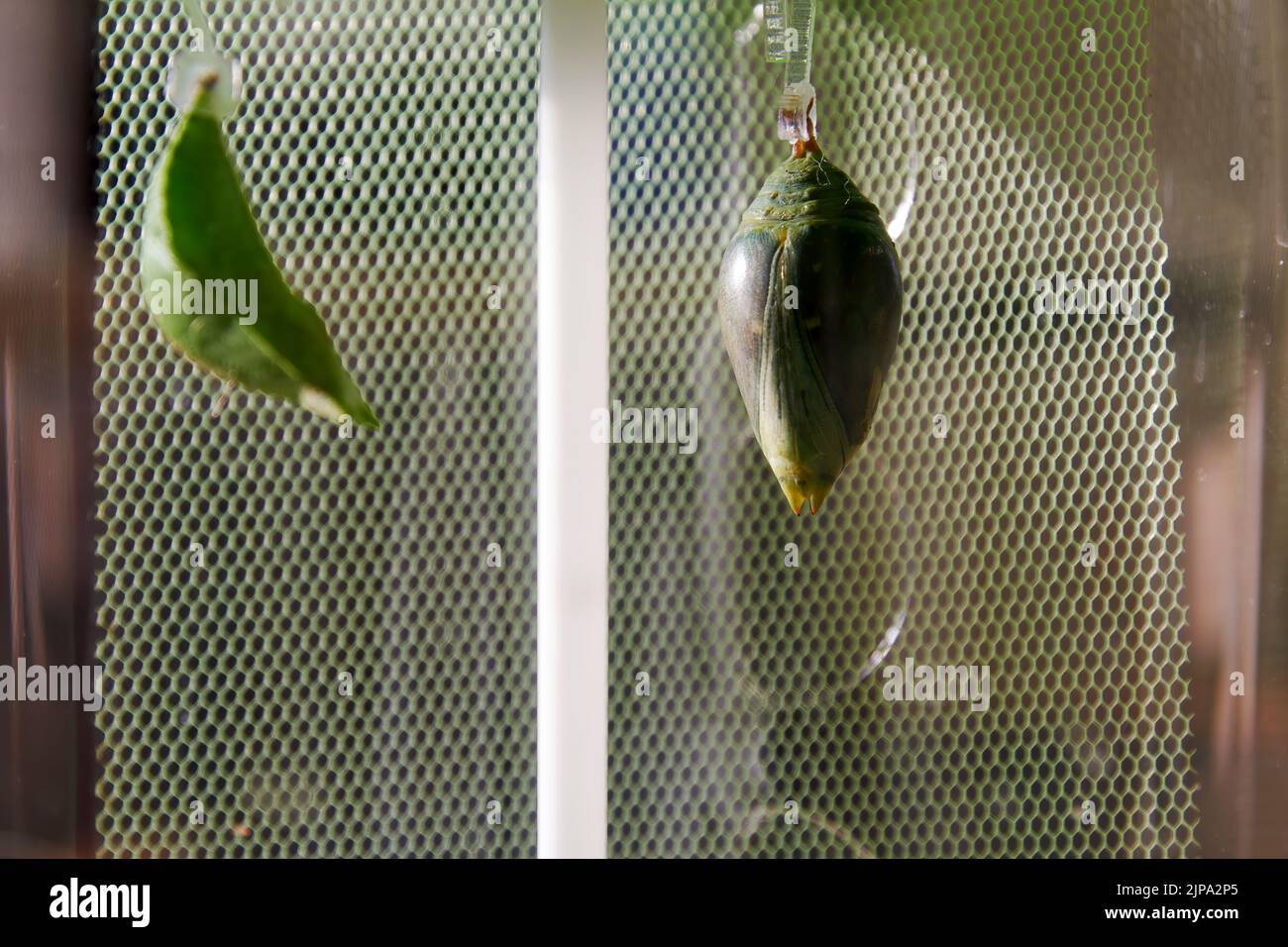 home farm aquarium for growing butterflies. Home exotic animals Stock ...