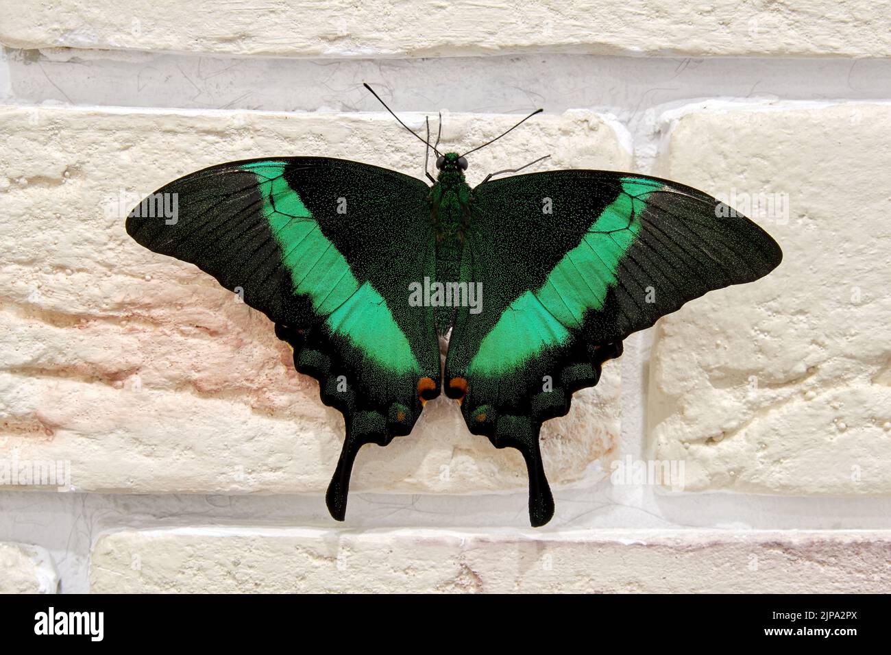 Green papilio palinurus butterfly in the house on brick wall. Exotic ...