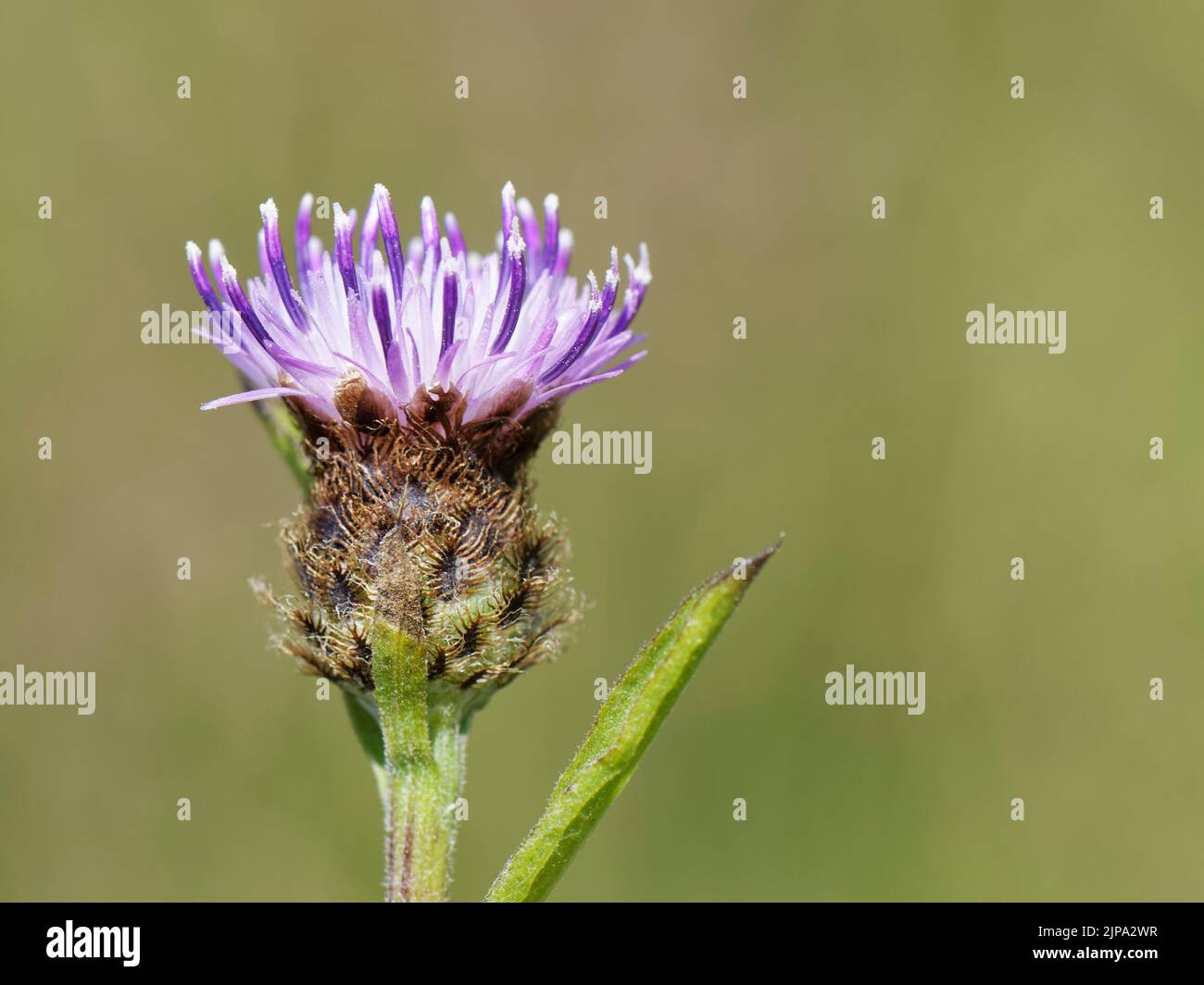 Common or Black knapweed (Centaurea nigra) flowering in coastal sand ...