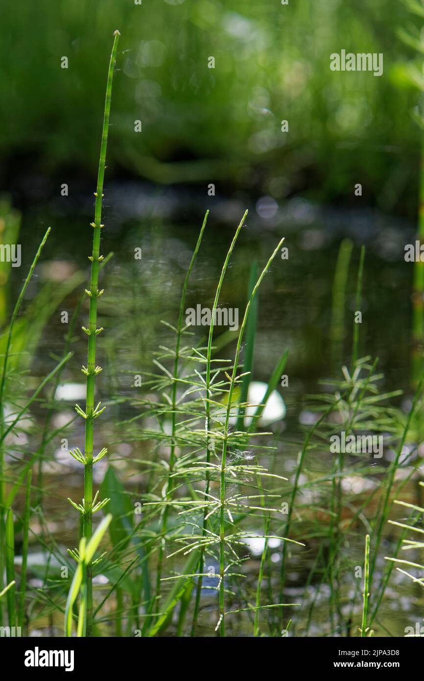 Common horsetail (Equisteum arvense) stand of sterile stems in damp ...