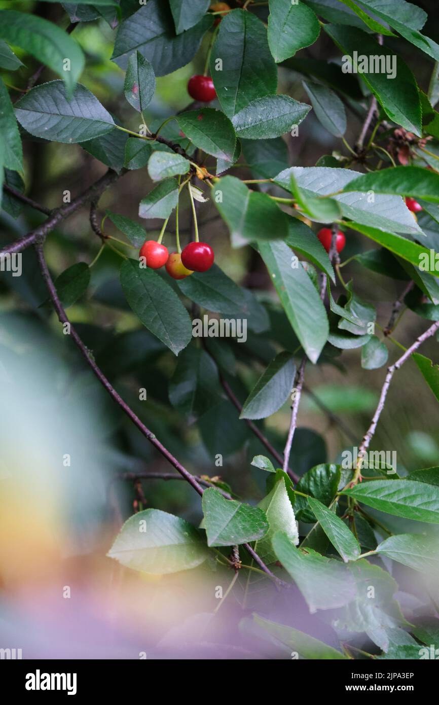 The small red cherries on the branc with green leaves Stock Photo - Alamy