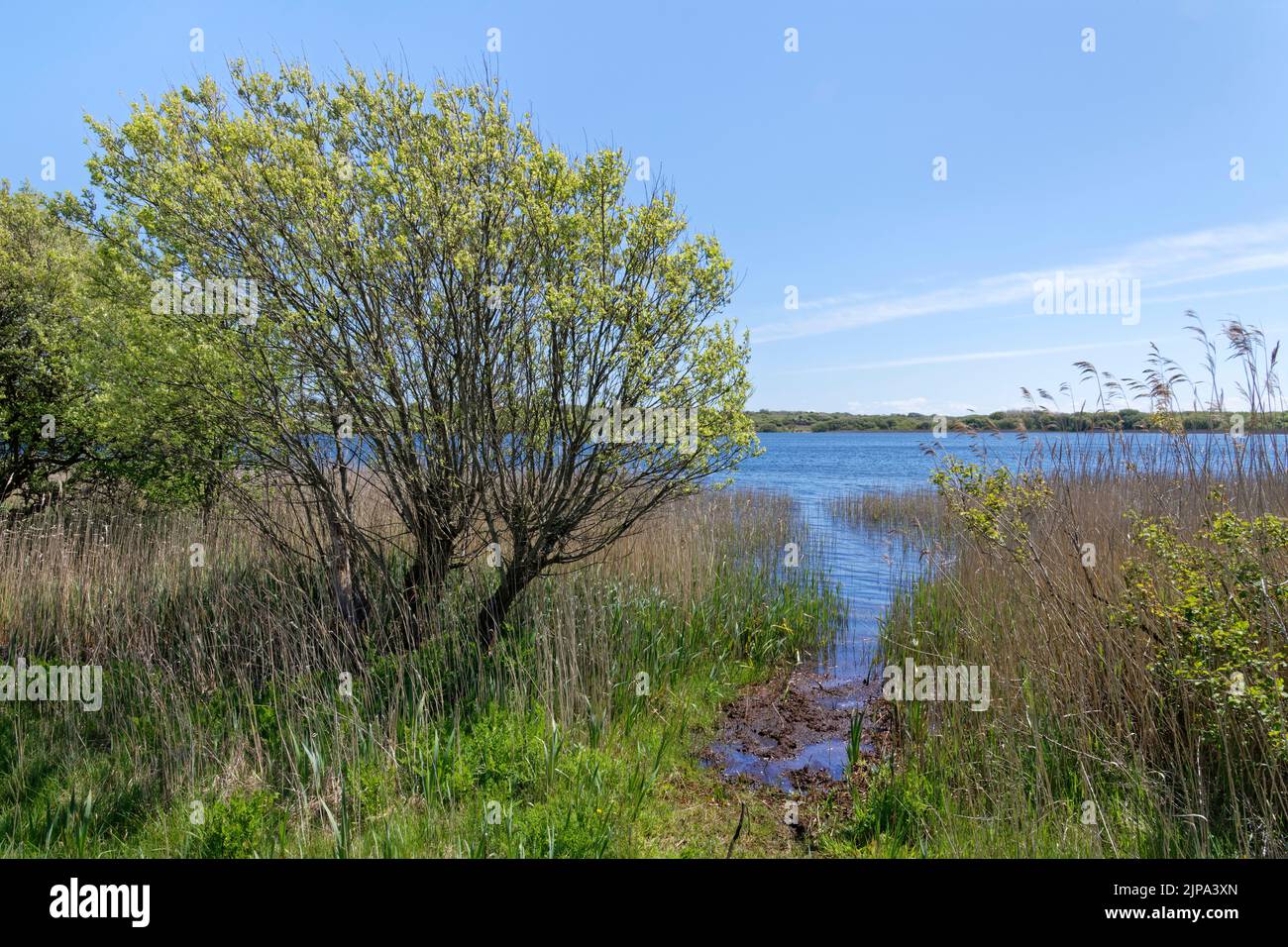 Kenfig Pool fringed by Willow trees (Salix sp.) and Common reeds ...