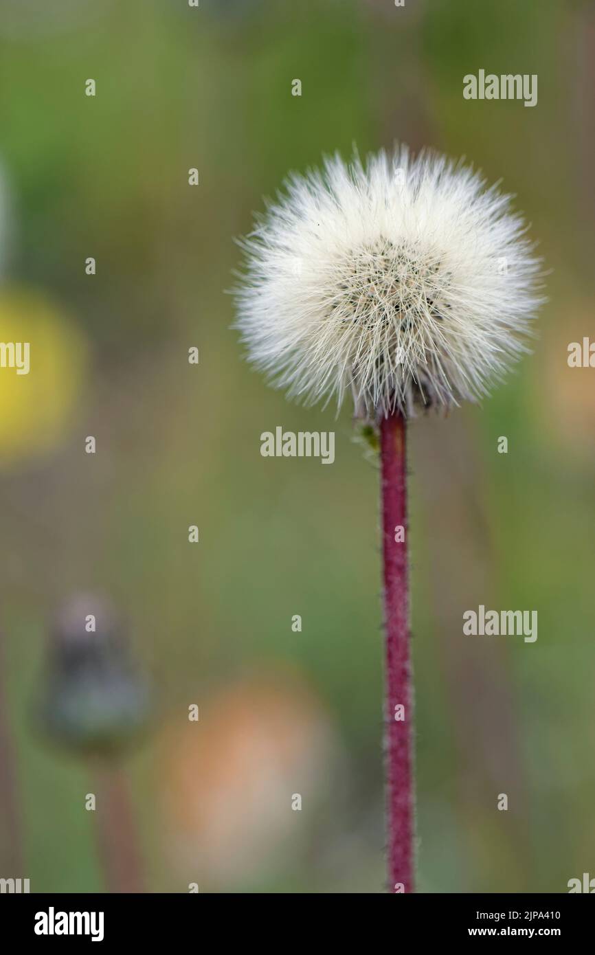 Lesser hawkbit (Leontodon saxatilis) seedhead on coastal sand dunes ...
