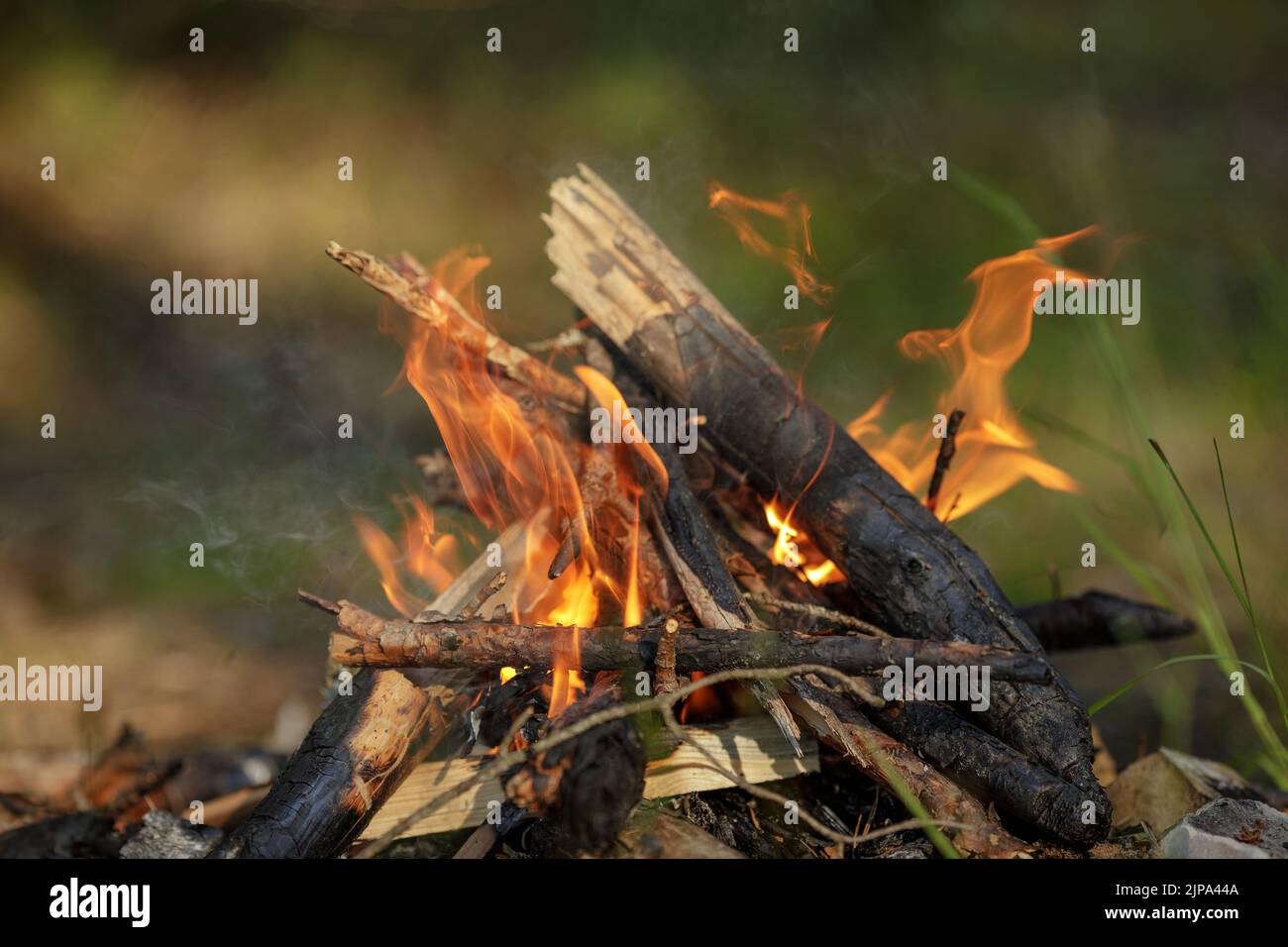 Close up of burning timber bonfire in summer forest. The concept of ...