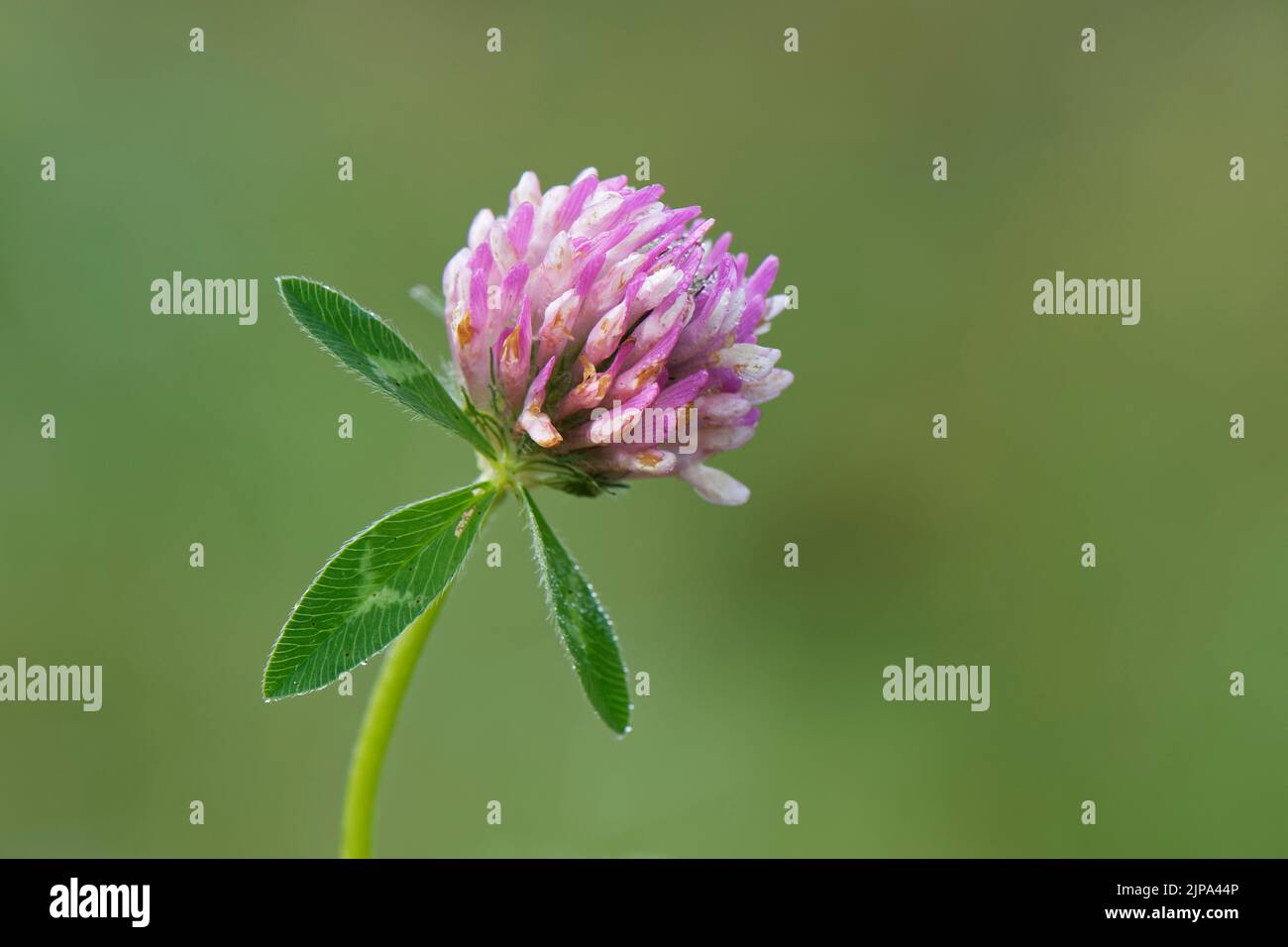 Red clover (Trifolium pratense) flowering in coastal sand dunes, Kenfig ...