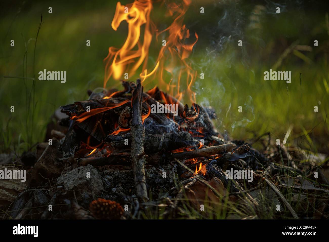 Close up of burning timber bonfire in summer forest. The concept of ...