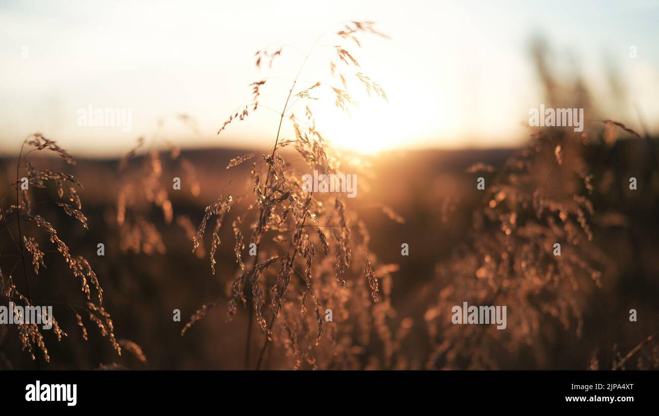 The wheat field in the sunset in Romania, Transylvania Stock Photo - Alamy