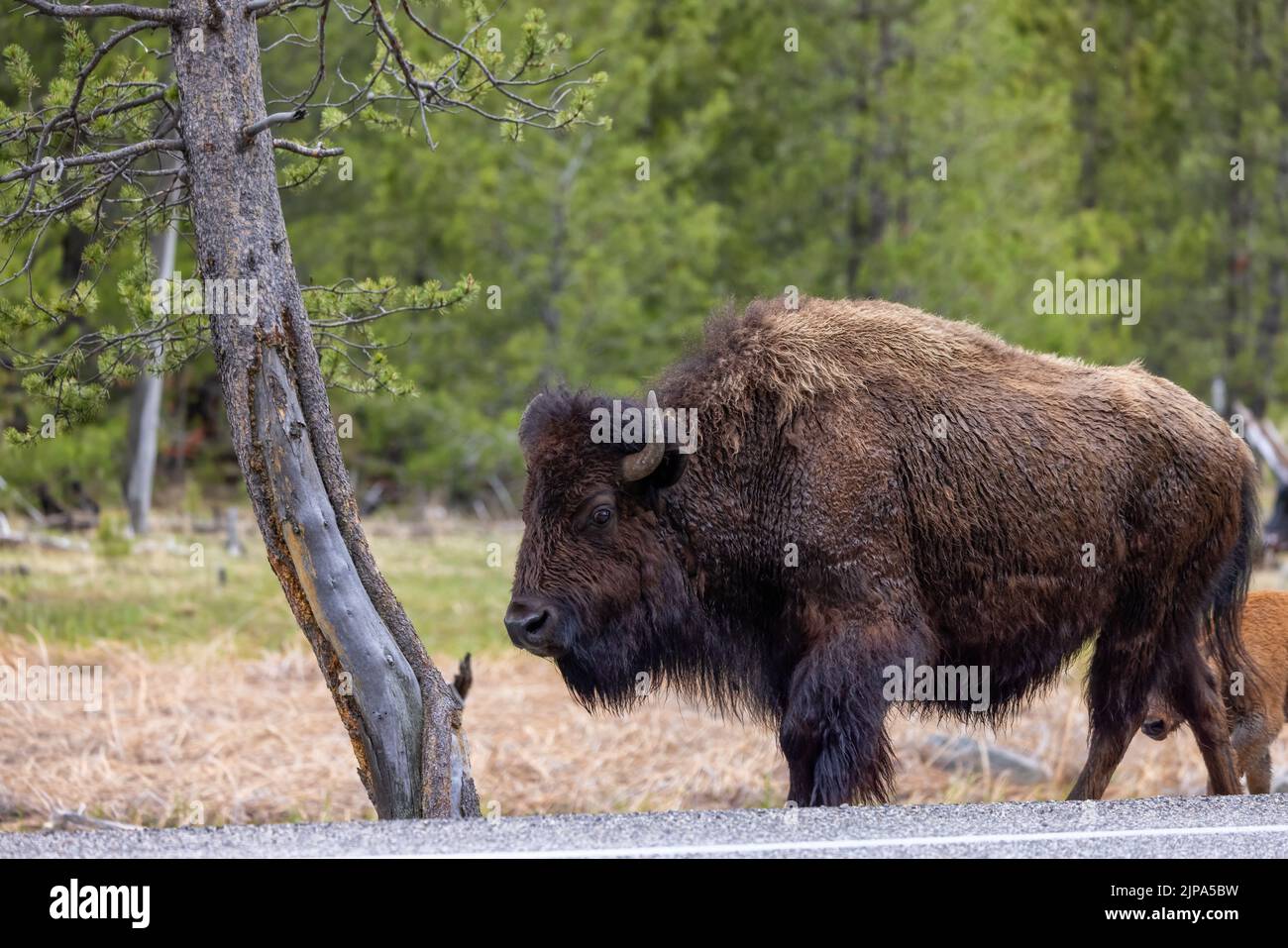 Bison with Calf walking by the road in American Landscape. Yellowstone ...