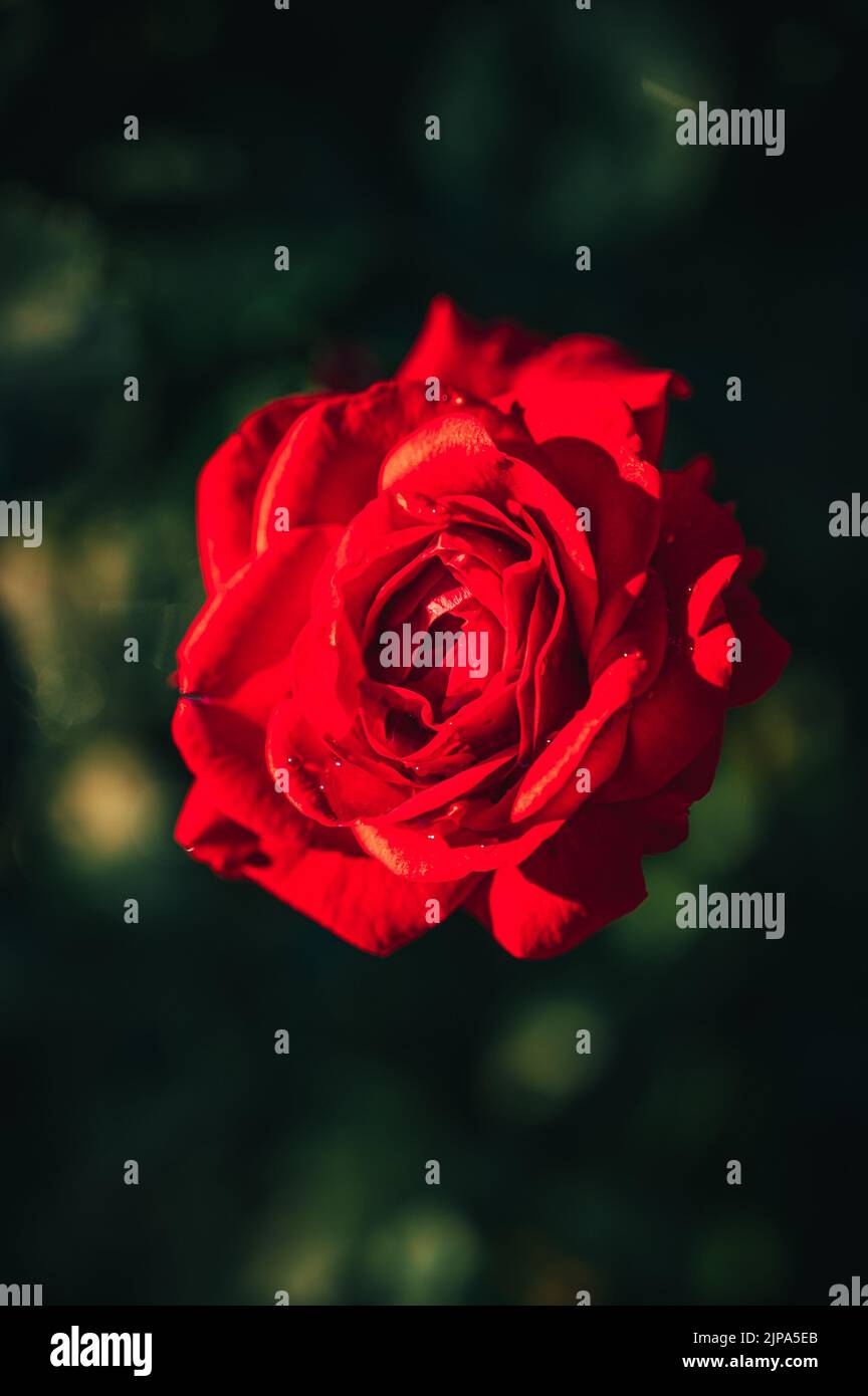 A vertical shot of a red rose on a blurry background in Transylvania ...