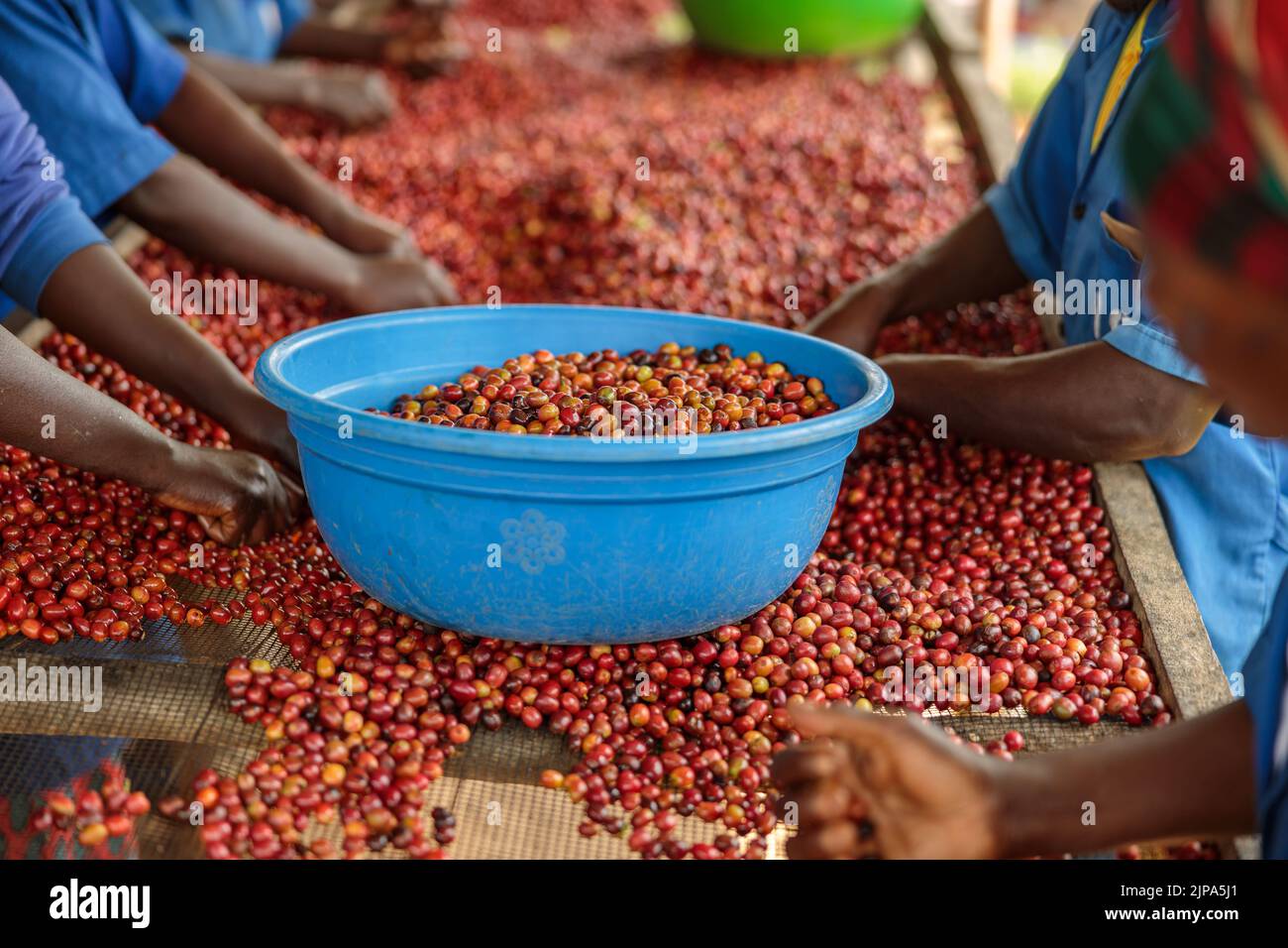 Rwanda coffee plantation hi-res stock photography and images - Alamy
