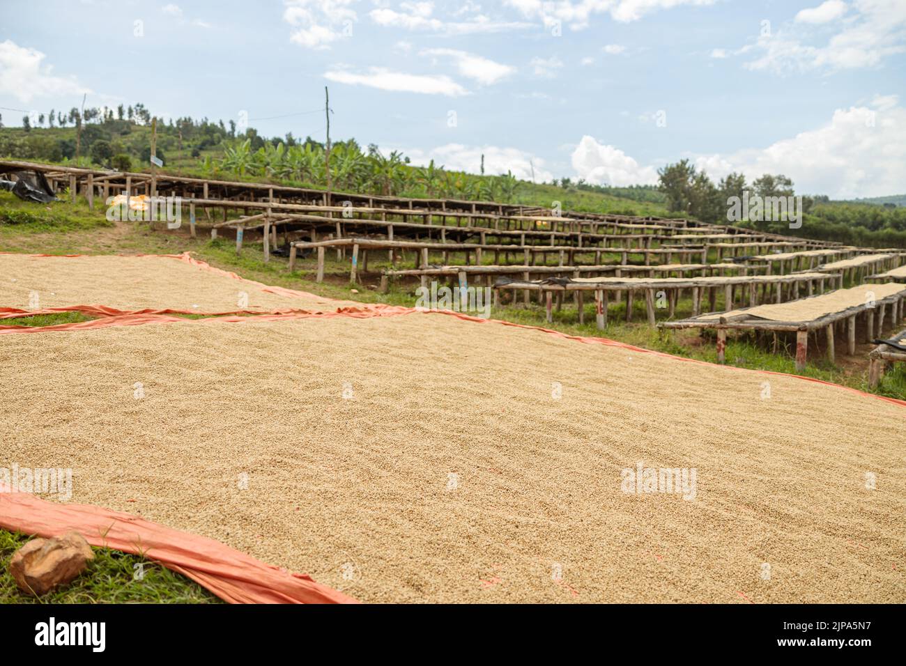 Coffee beans in the process of drying on the ground and special ...
