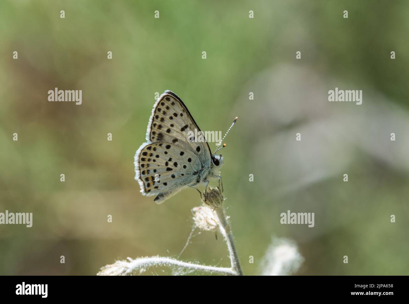 Feeding Sooty Copper (Lycaena tityrus Stock Photo - Alamy
