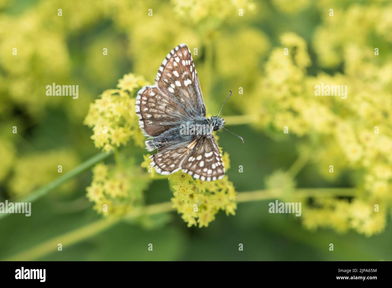 Yellow Banded Skipper (Pyrgus sidae Stock Photo - Alamy