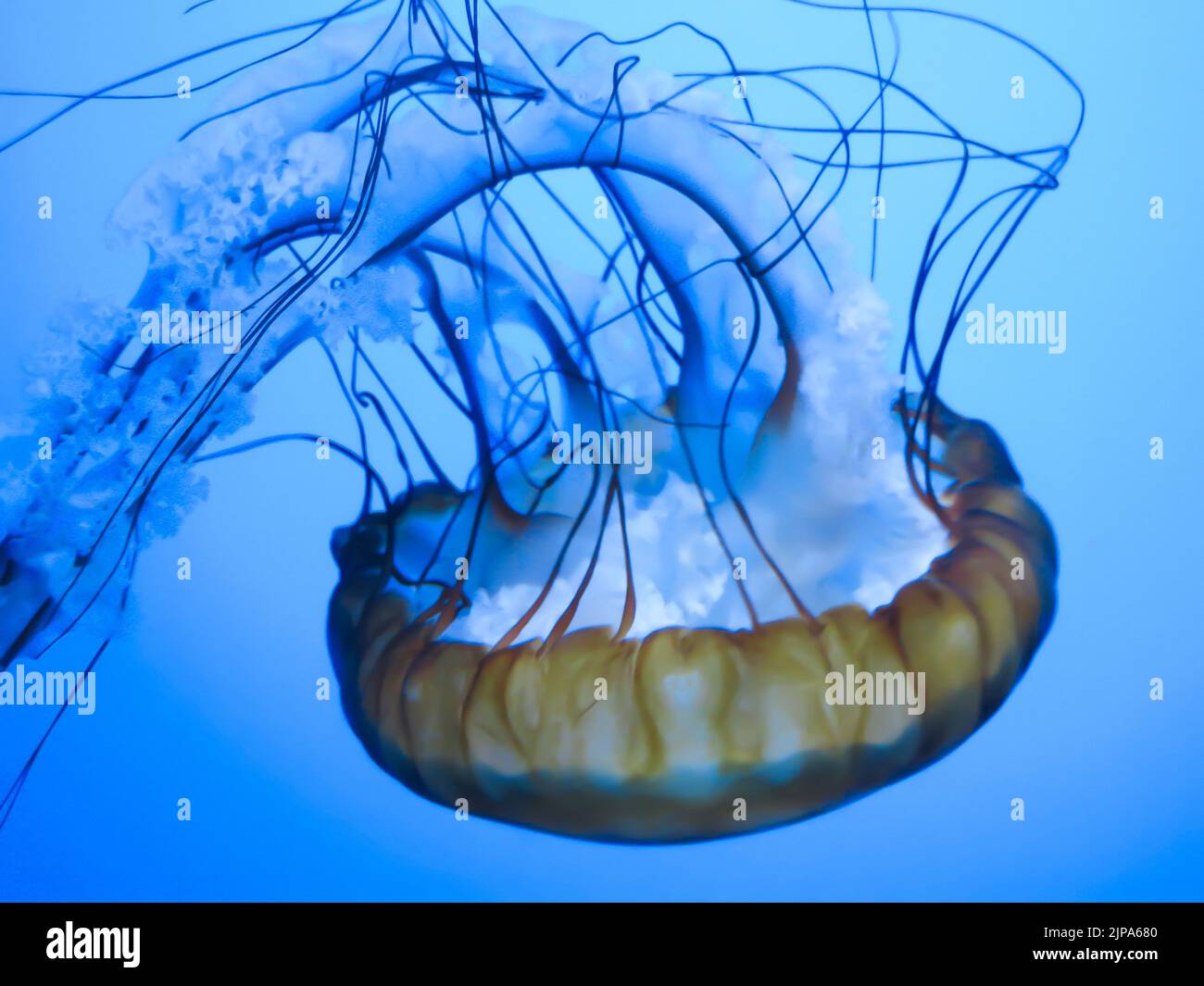 Sea Nettles at the Steinhart Aquarium, California Academy of Sciences ...