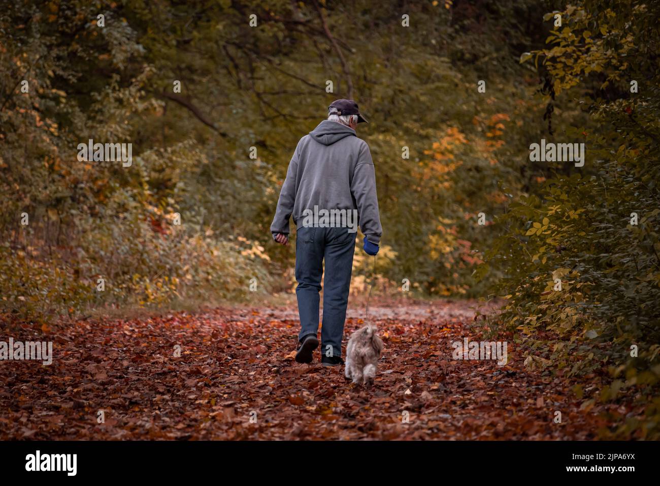 An old man walking with small dog in the park with full of trees Stock ...
