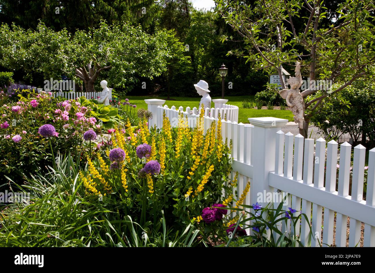 Spring garden border with Lupines, roses and a white picket fence ...
