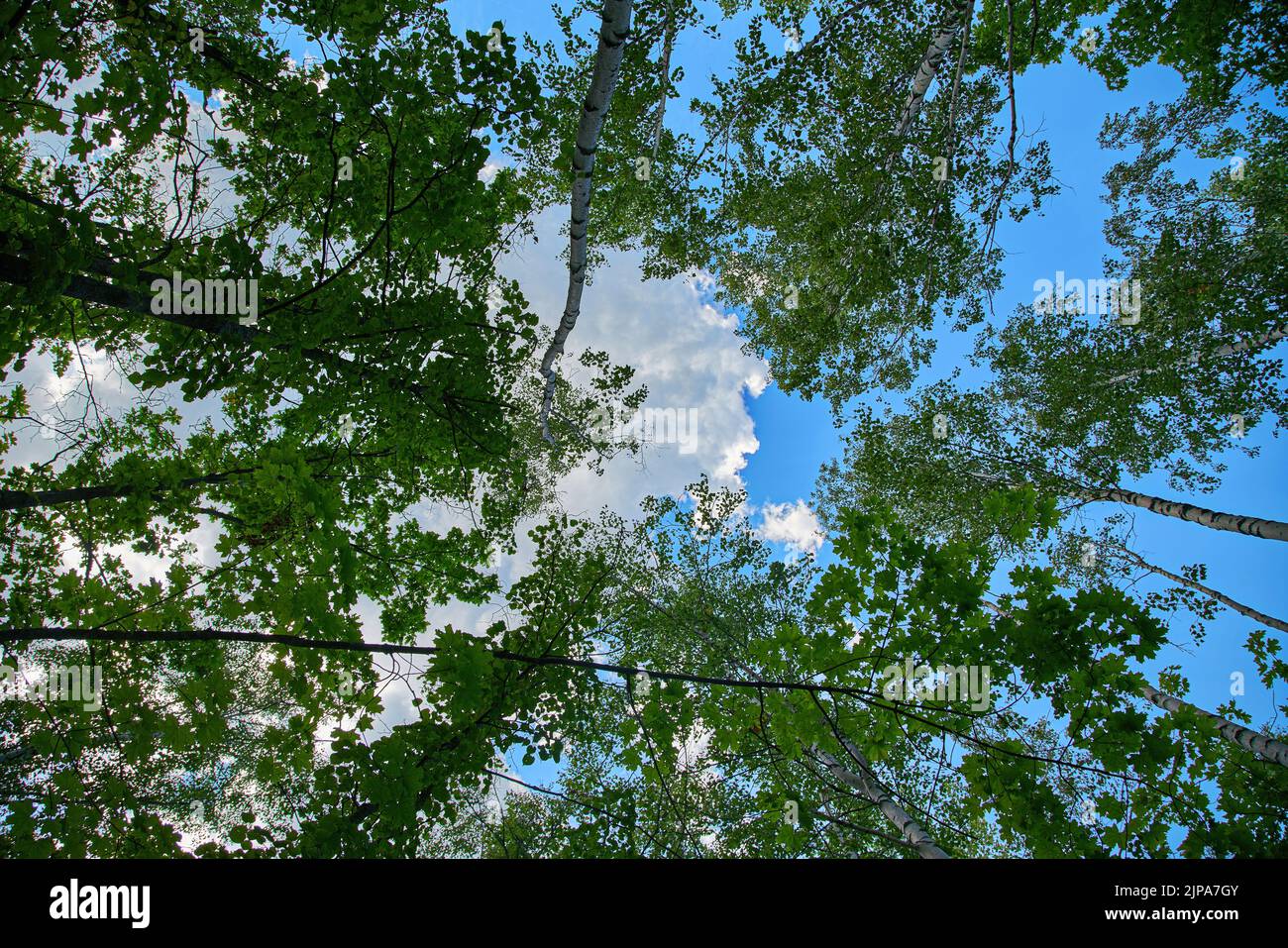 Forest, green tree branches, blue sky, upward view, beautiful natural ...